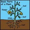 BIO1: EXTERNAL AND INTERNAL FEATURES OF FLOWERING PLANTS - Yaaka ...