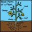 BIO1: EXTERNAL AND INTERNAL FEATURES OF FLOWERING PLANTS - Yaaka ...