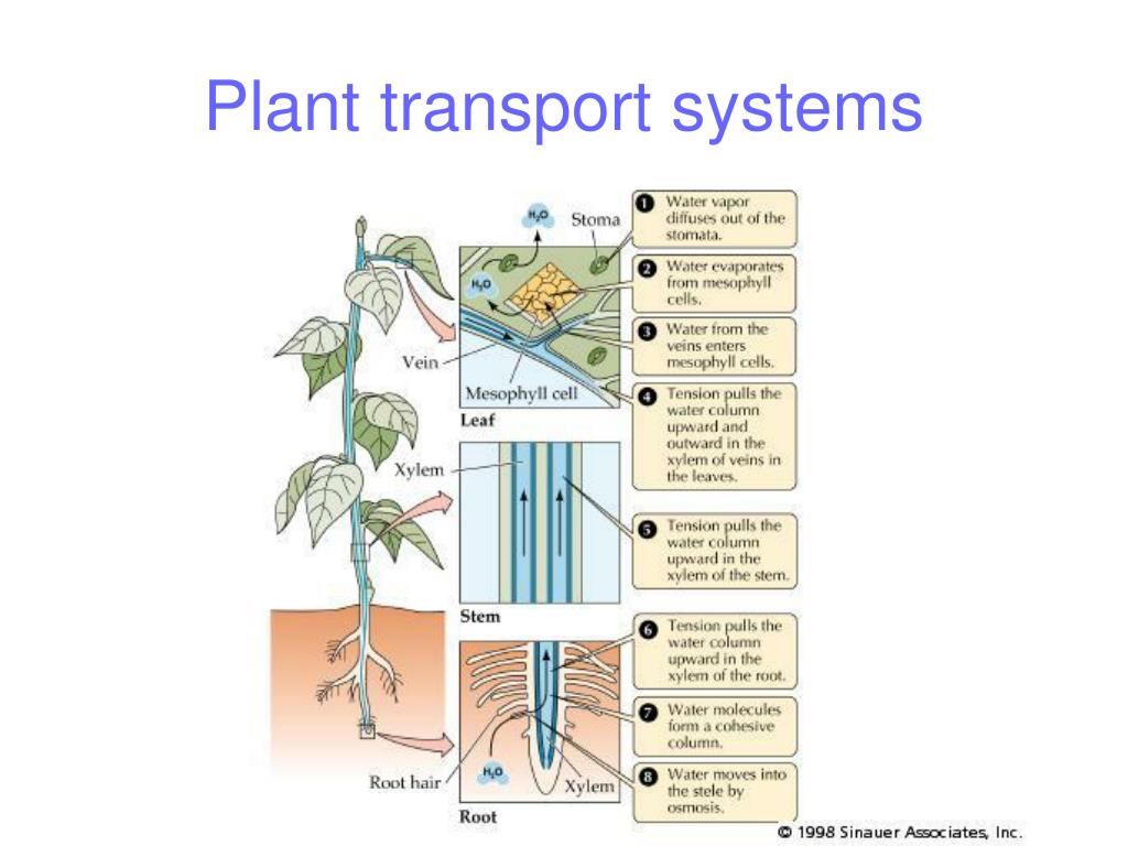 Transportation System In Plants